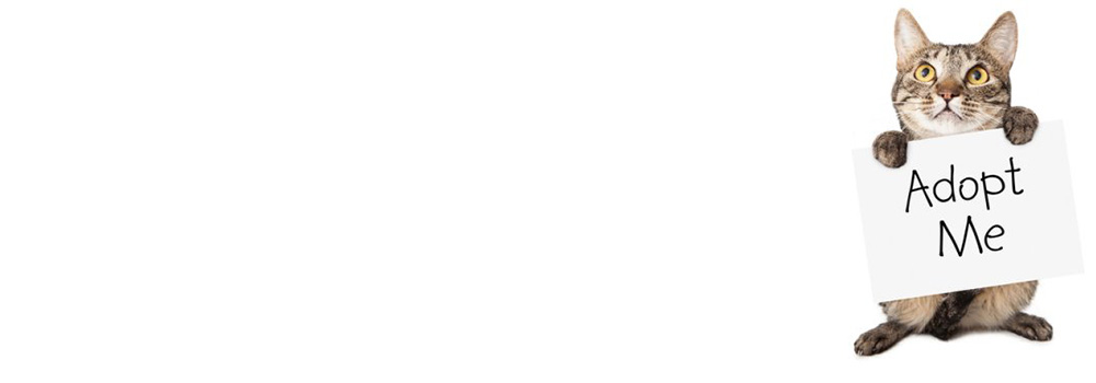 Animal Protection Association - Cat and Kitten Rescue