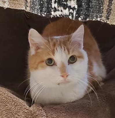 Animal Protection Association - Cat and Kitten Rescue