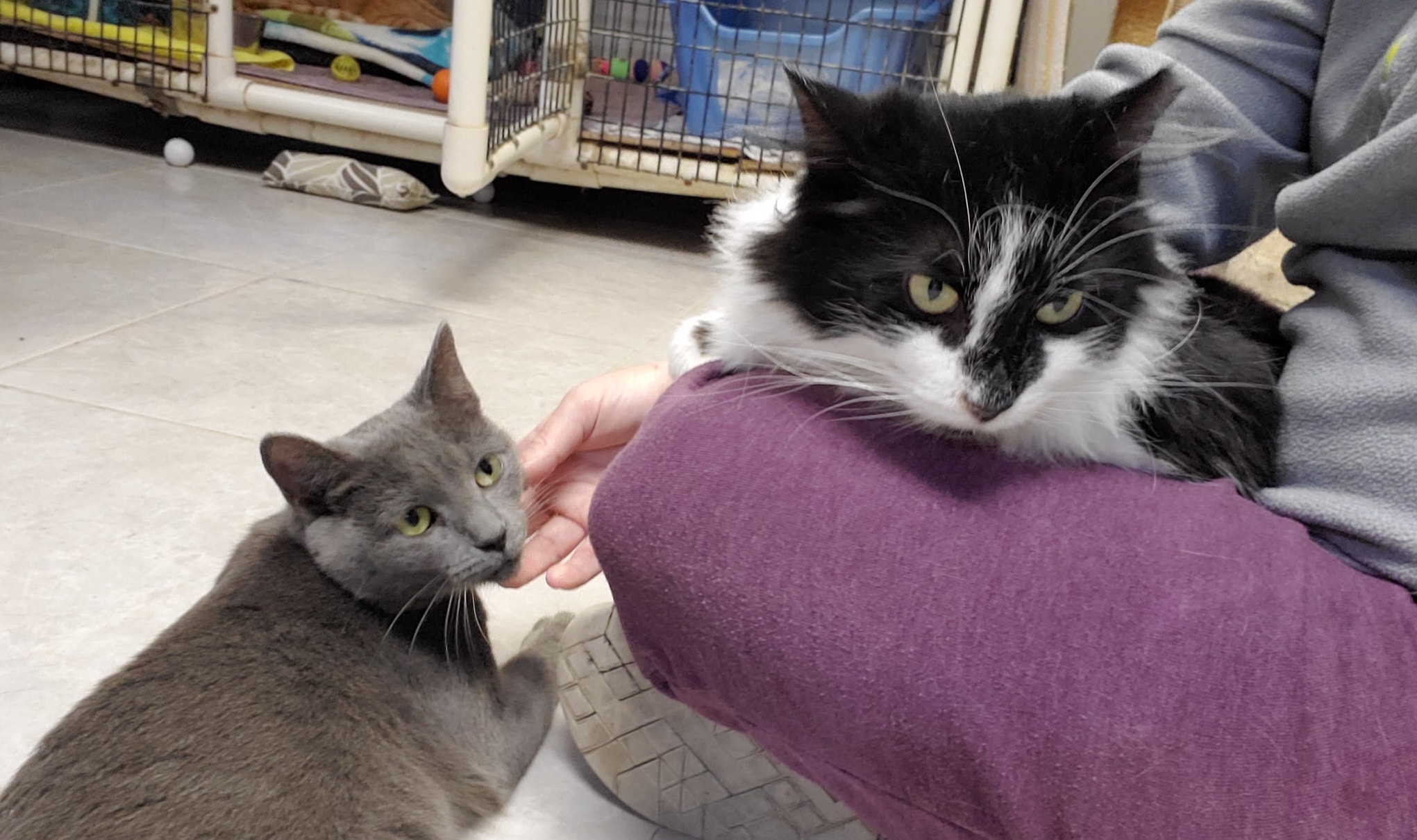 Animal Protection Association - Cat and Kitten Rescue