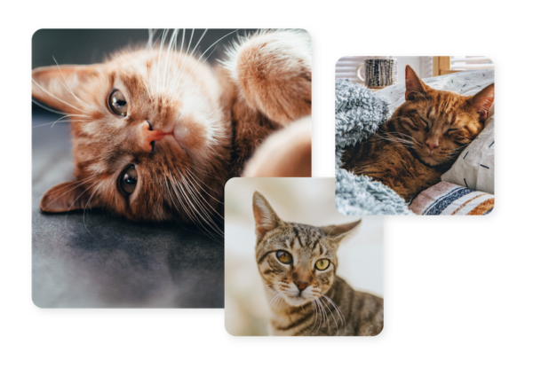 Animal Protection Association - Cat and Kitten Rescue