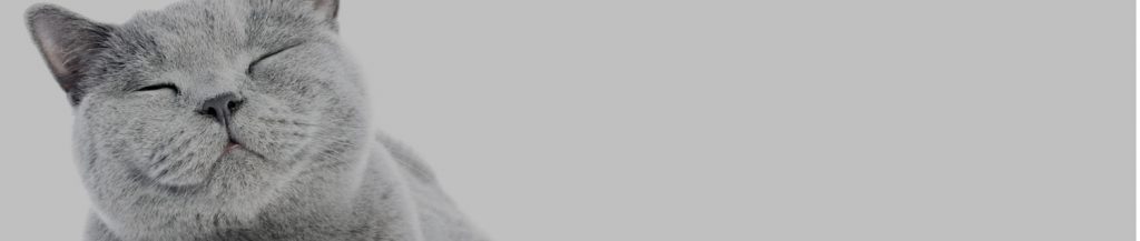 Animal Protection Association - Cat and Kitten Rescue