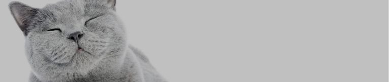 Animal Protection Association - Cat and Kitten Rescue