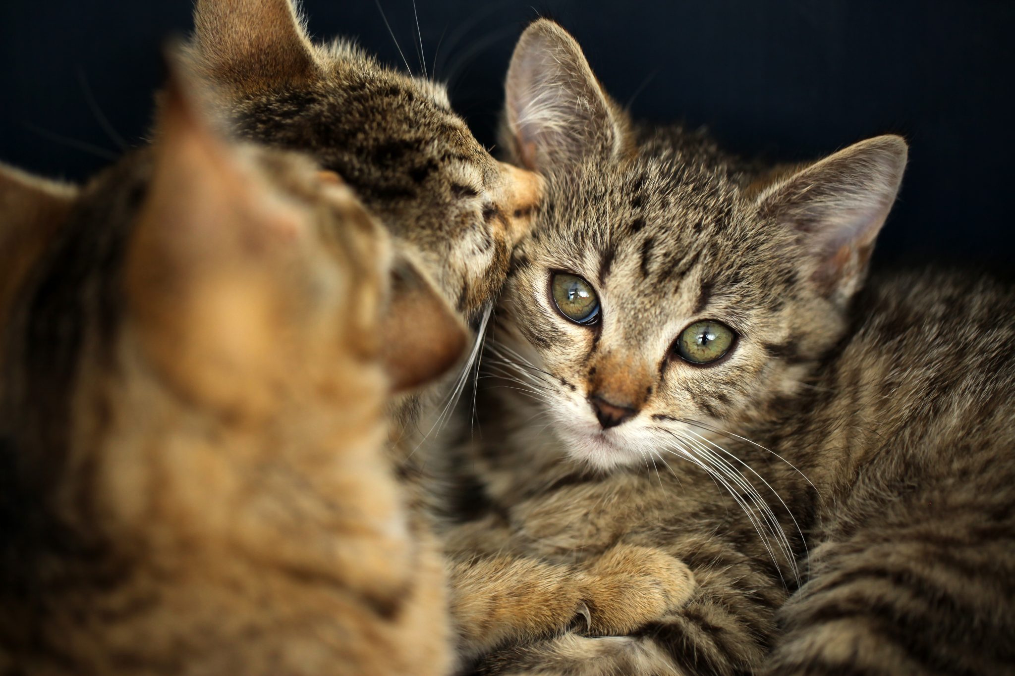 Animal Protection Association - Cat and Kitten Rescue